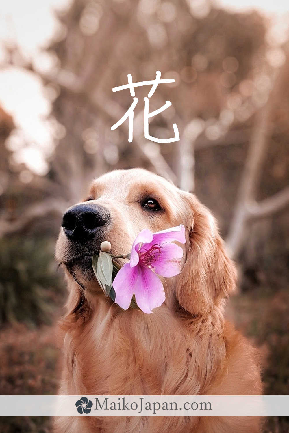 [花] Handwritten Kanji for flower and its Readings, Radical and Usage ...