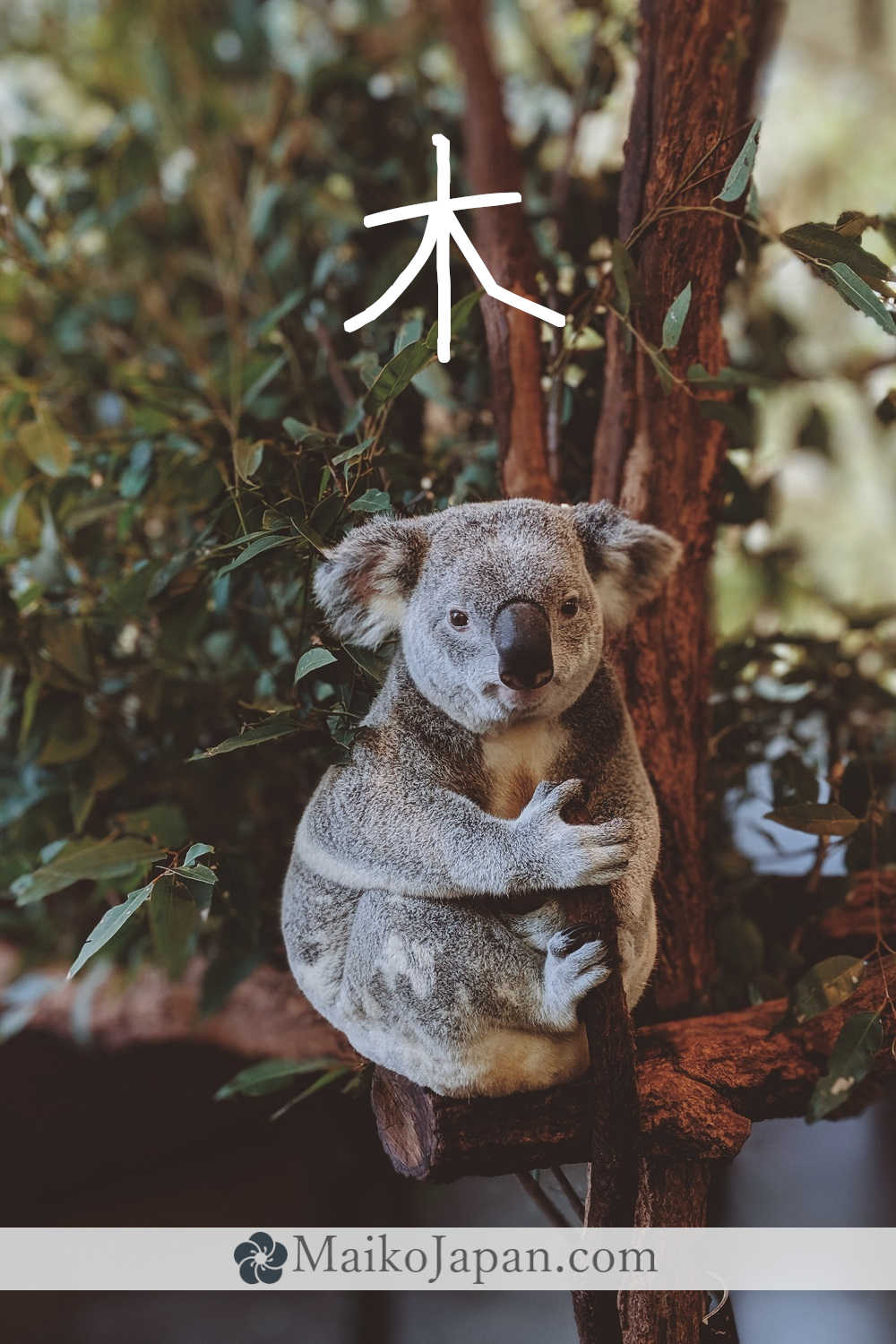 [木] Handwritten Kanji for tree and its Readings, Radical and Usage ...