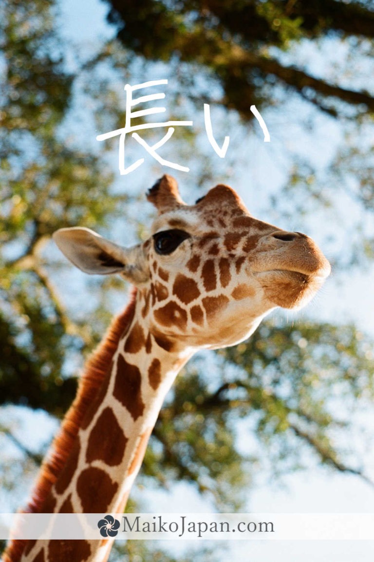 [長] Handwritten Kanji for long and its Readings, Radical and Usage ...