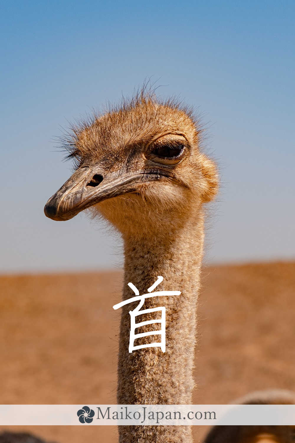 [首] Handwritten Kanji for neck and its Readings, Radical and Usage ...