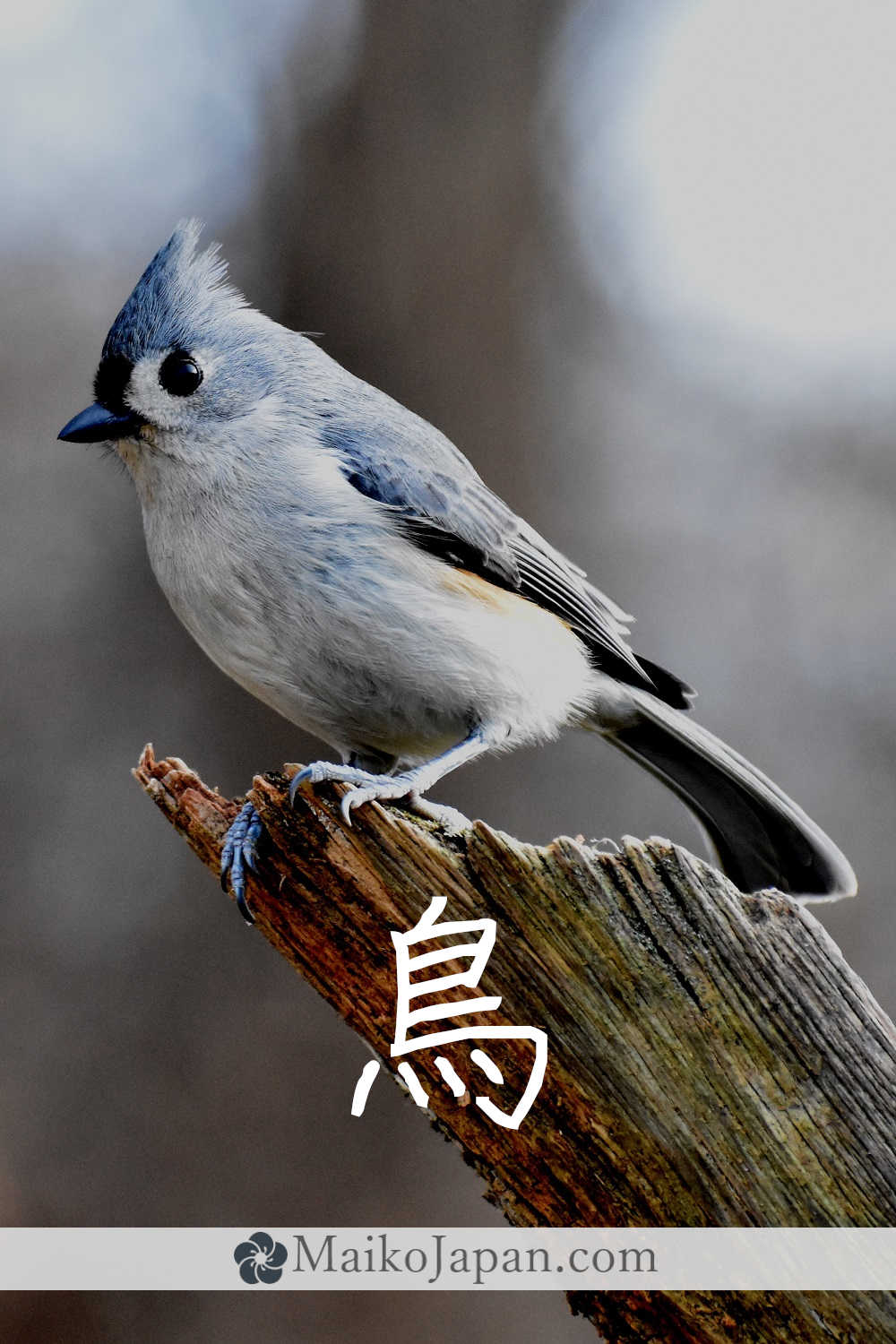 [鳥] Handwritten Kanji for bird and its Readings, Radical and Usage ...