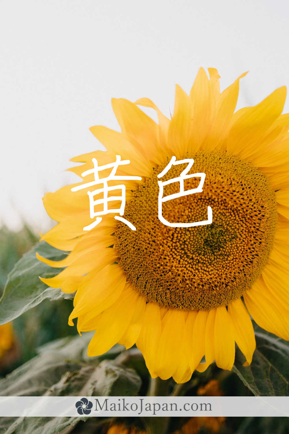 [黄] Handwritten Kanji for yellow and its Readings, Radical and Usage ...